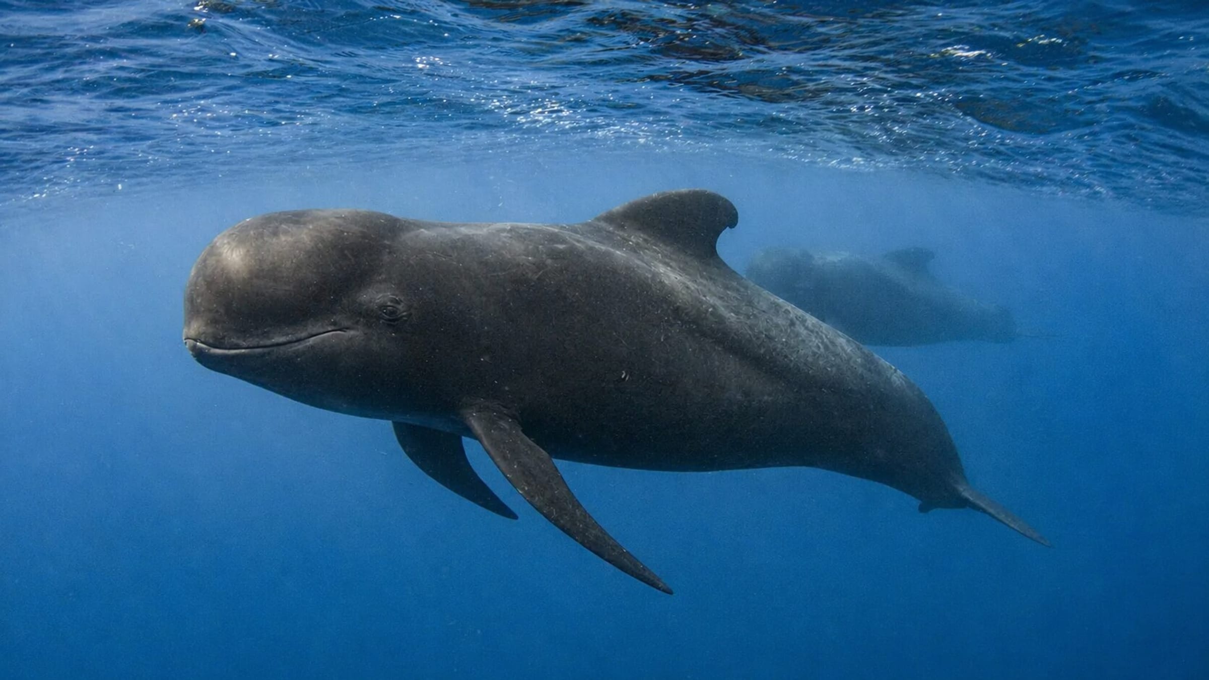Where to See Pilot Whale While Diving | DiveJourney
